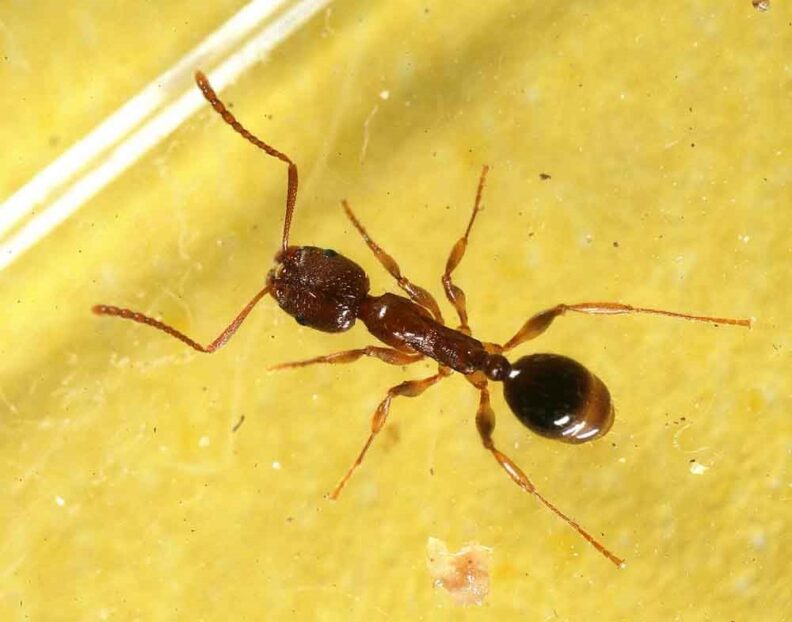 Lawn and Turf: Ants | Hortsense | Washington State University