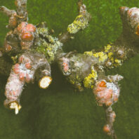 Apple: Aphids | Hortsense | Washington State University