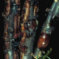 Apricot: Shothole (Coryneum blight) | Hortsense | Washington State ...