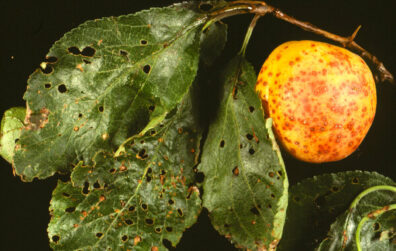 Apricot: Shothole (Coryneum blight) | Hortsense | Washington State ...