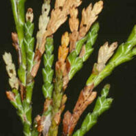Juniper : Leafminers | Hortsense | Washington State University