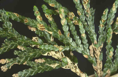 Arborvitae: Leaf blight | Hortsense | Washington State University