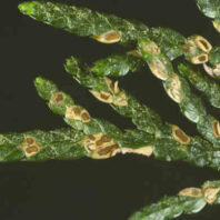 Cedar: Leaf blight | Hortsense | Washington State University