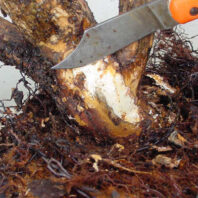 True Fir: Armillaria root rot | Hortsense | Washington State University
