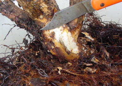 Common Diseases: Armillaria root rot | Hortsense | Washington State ...