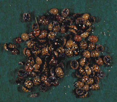 Common Insects and Mites: Asian lady beetle | Hortsense | Washington ...