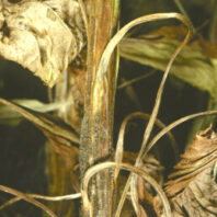 Common Diseases: Botrytis blight (Gray mold) | Hortsense | Washington ...