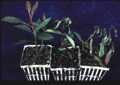 Azalea: Cylindrocladium blight & root rot | Hortsense | Washington ...