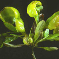 Common Diseases: Galls | Hortsense | Washington State University