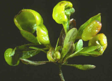 Azalea: Leaf and flower gall | Hortsense | Washington State University