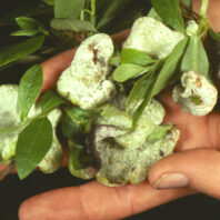 Common Diseases: Galls | Hortsense | Washington State University