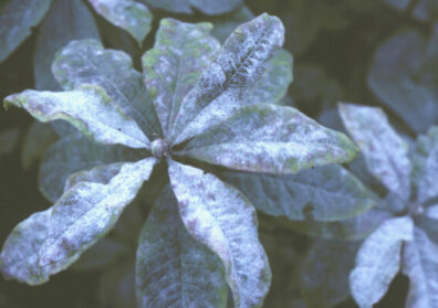 Azalea: Powdery mildew | Hortsense | Washington State University