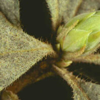 Azalea: Powdery mildew | Hortsense | Washington State University