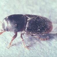 Arborvitae: Flat-headed and shothole borers | Hortsense | Washington ...