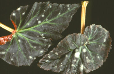 Common Diseases: Powdery mildew | Hortsense | Washington State University