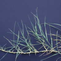 Weeds: Bermudagrass – Cynodon dactylon | Hortsense | Washington State ...