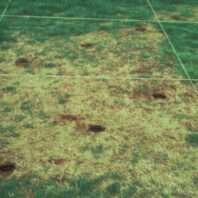 Lawn and Turf: Billbugs | Hortsense | Washington State University