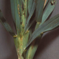 Lawn and Turf: Billbugs | Hortsense | Washington State University