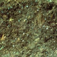 Lawn and Turf: Billbugs | Hortsense | Washington State University