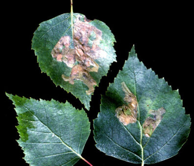 Birch: Birch leafminer | Hortsense | Washington State University
