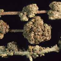 Common Diseases: Crown gall | Hortsense | Washington State University