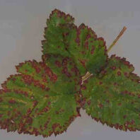 Blackberry: Leaf and cane spot | Hortsense | Washington State University