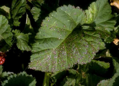 Blackberry: Leaf and cane spot | Hortsense | Washington State University
