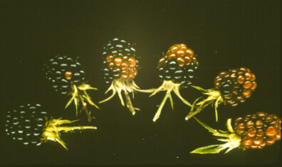 Blackberry: Redberry mite | Hortsense | Washington State University