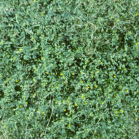 Weeds: Black medic – Medicago lupulina | Hortsense | Washington State ...
