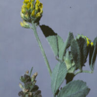 Weeds: Black medic – Medicago lupulina | Hortsense | Washington State ...