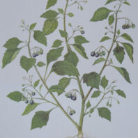 Weeds: Nightshades – Solanum spp. | Hortsense | Washington State University