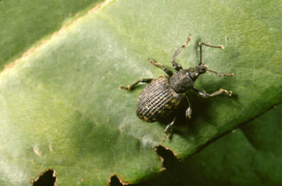 Pieris (Andromeda): Black vine weevil | Hortsense | Washington State ...