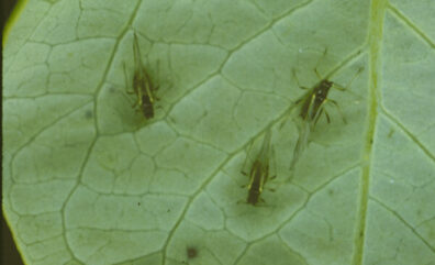 Blueberry: Aphids | Hortsense | Washington State University