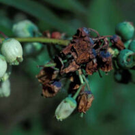 Blueberry: Botrytis blight | Hortsense | Washington State University
