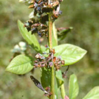 Blueberry: Mummyberry | Hortsense | Washington State University