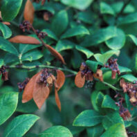 Blueberry: Viruses | Hortsense | Washington State University