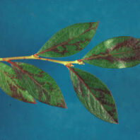 Blueberry: Viruses | Hortsense | Washington State University