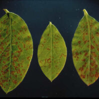 Blueberry: Viruses | Hortsense | Washington State University