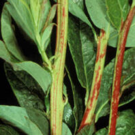 Blueberry: Viruses | Hortsense | Washington State University