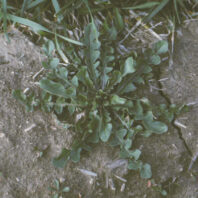 Weeds: Blue mustard (Purple mustard, Tenella mustard) – Chorispora ...