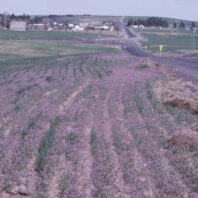 Weeds: Blue mustard (Purple mustard, Tenella mustard) – Chorispora ...
