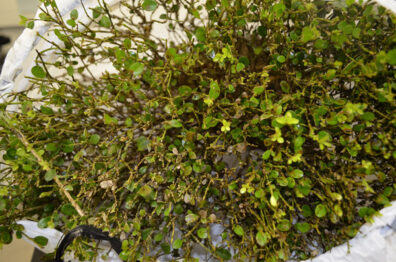Boxwood: Box blight | Hortsense | Washington State University