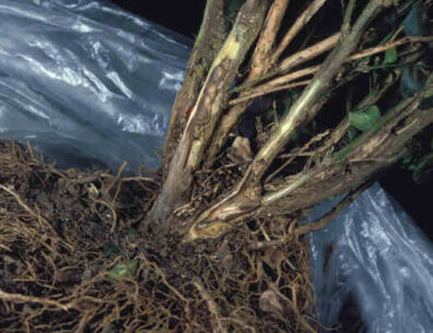 Boxwood: Phytophthora root rot | Hortsense | Washington State University