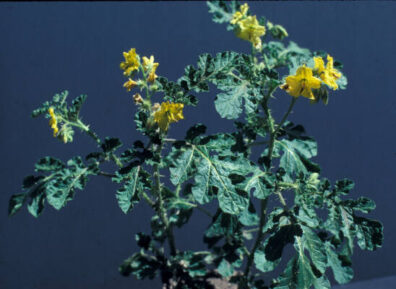 Weeds: Buffalobur – Solanum rostratum | Hortsense | Washington State ...