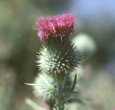 Weeds: Bull thistle – Cirsium vulgare | Hortsense | Washington State ...