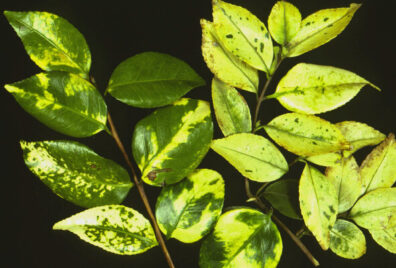 Camellia: Virus | Hortsense | Washington State University