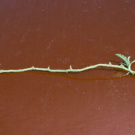 Weeds: Canada thistle – Cirsium arvense | Hortsense | Washington State ...