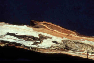 Willow: Carpenterworm | Hortsense | Washington State University