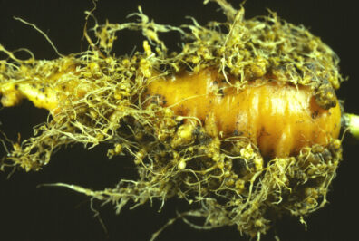 Carrot: Root-knot nematode | Hortsense | Washington State University