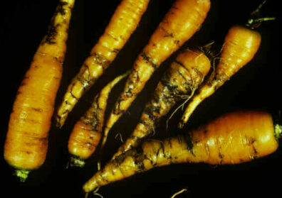 Carrot: Carrot rust fly | Hortsense | Washington State University